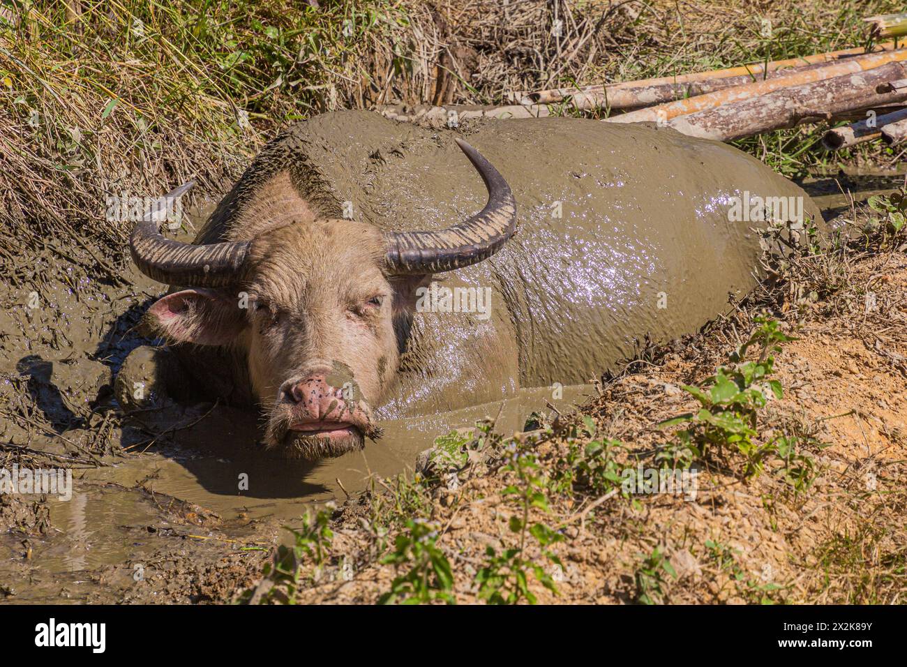Water buffalo near Donkhoun (Done Khoun) village near Nong Khiaw, Laos ...