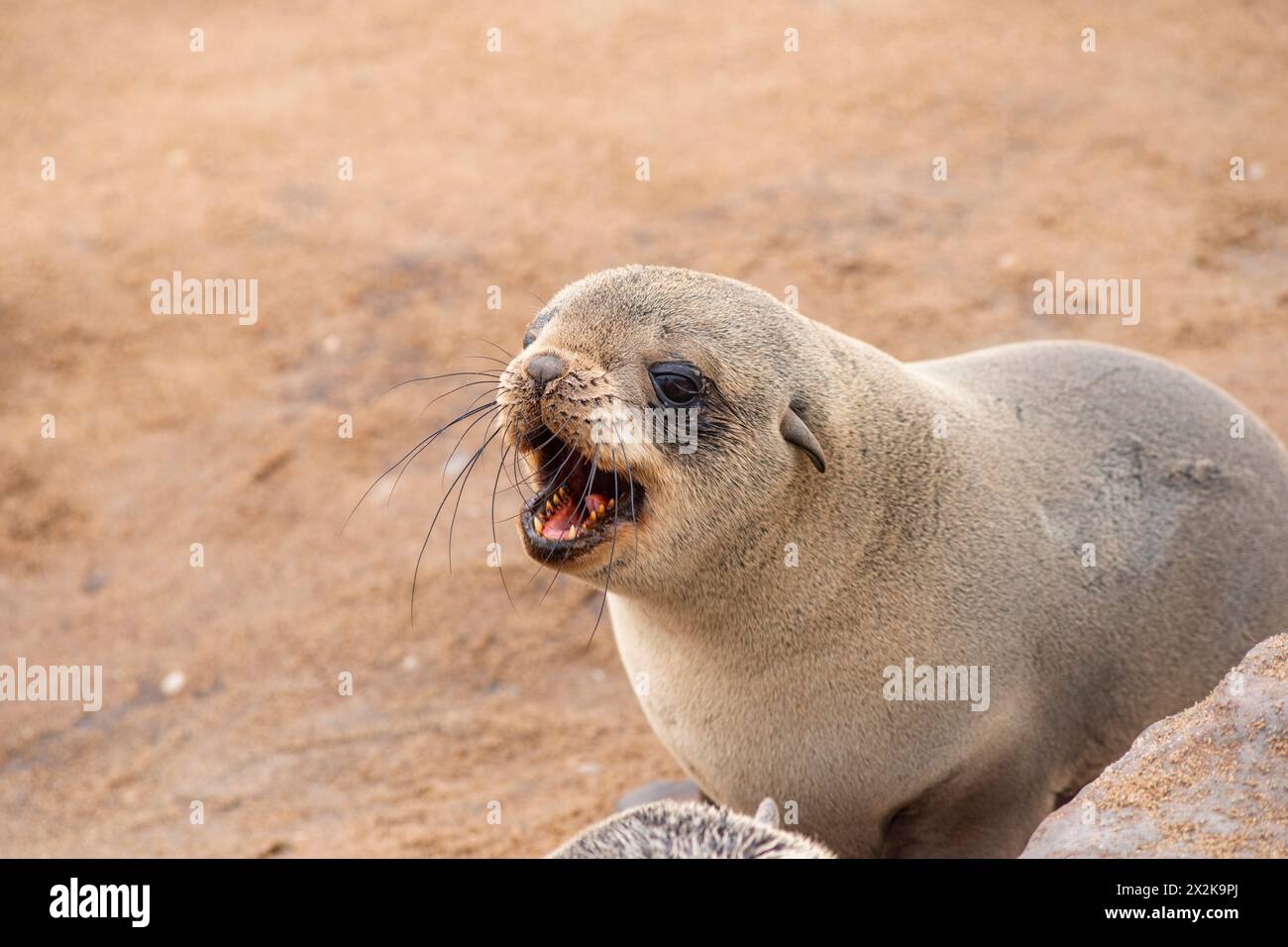 lost sea seal cub roaring on sand beach of Cape Cross in Namibia Stock ...