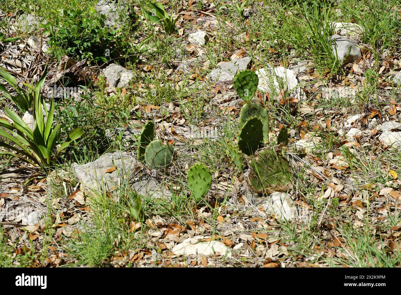 Smooth cactus hi-res stock photography and images - Alamy