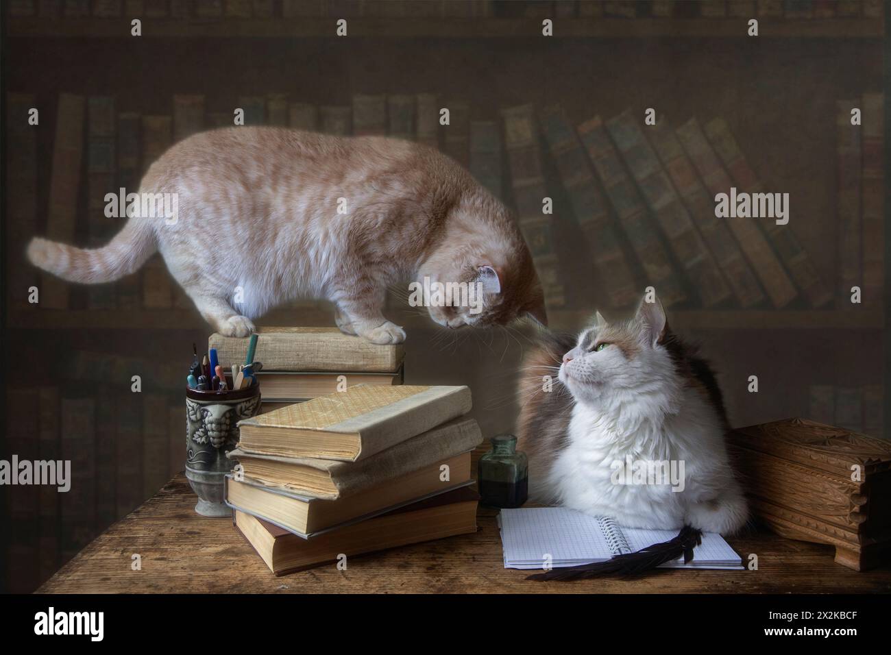 Two cats are playing on a library table Stock Photo - Alamy