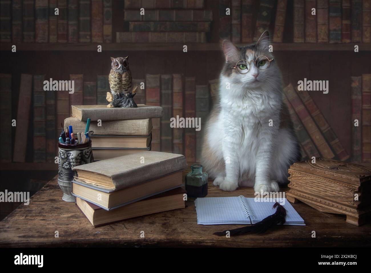 Smart kitty in a library Stock Photo - Alamy