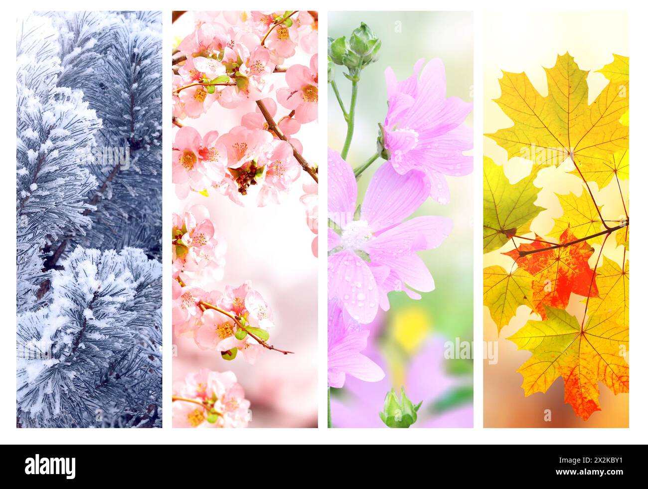 Four seasons of year. Set of vertical nature banners with winter, spring, summer and autumn ...