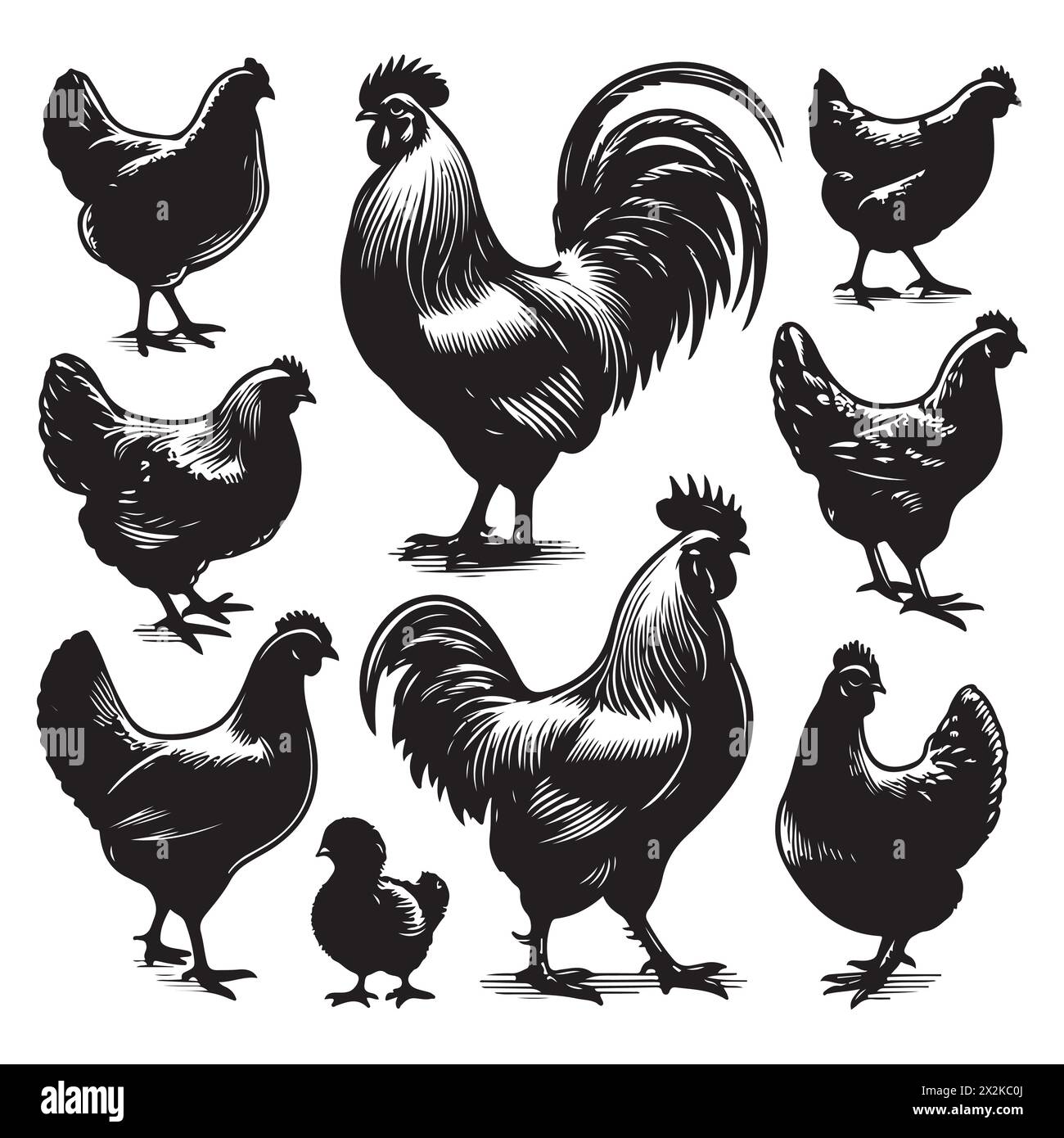 Chickens rooster farm bird Stock Vector Images - Alamy