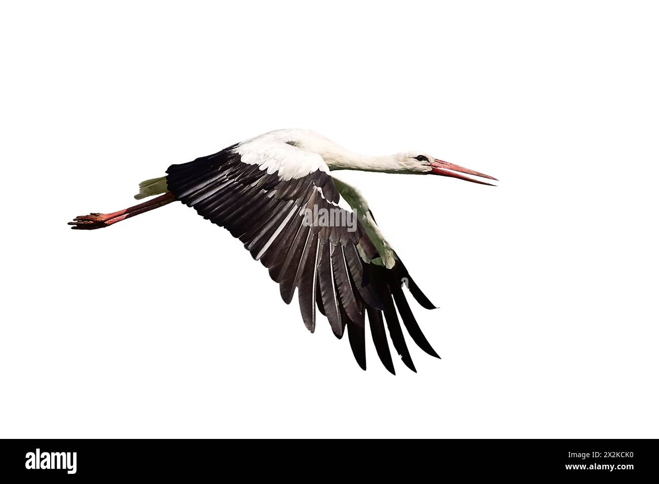 Stork in flight isolated on a white background. Isolated white stork ...