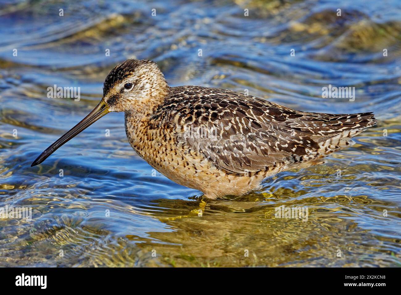 Long billed dowitcher and tundra pond hi-res stock photography and ...