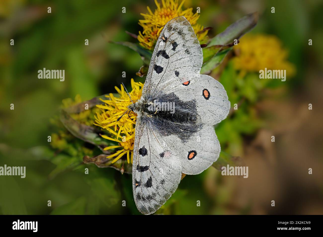 Parnassius phoebus. A beautiful butterfly sits on a yellow wildflower ...