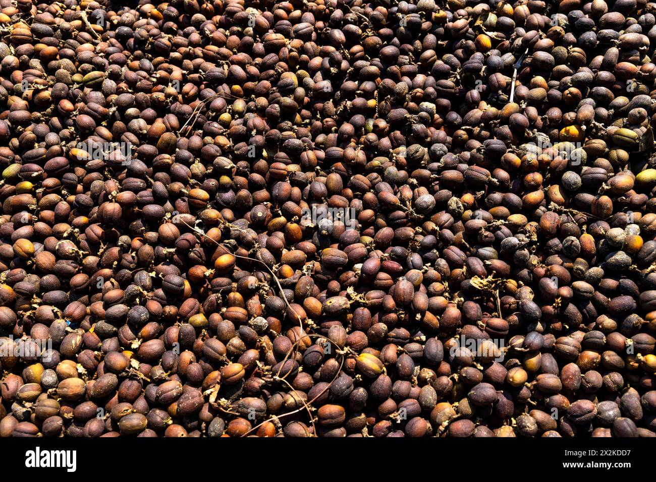 process of drying coffee beans post-cleaning, bathed in vibrant ...