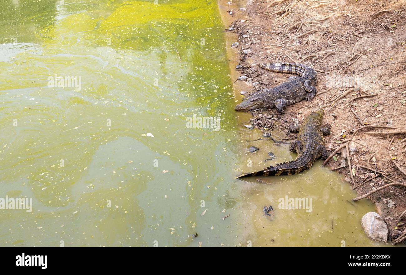 Experience the allure of nature with our captivating images of ...