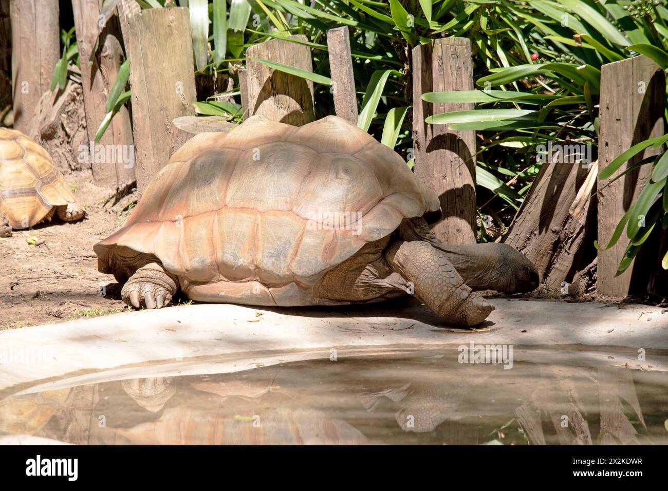 The African Spurred Tortoise is a desert-dwelling species, camouflaged ...