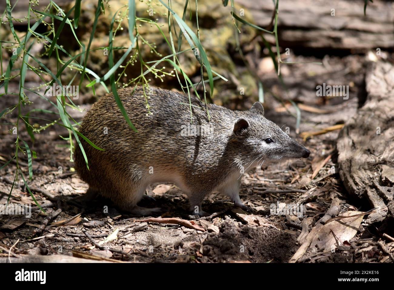 Southern brown Bandicoots are about the size of a rabbit, and have a ...