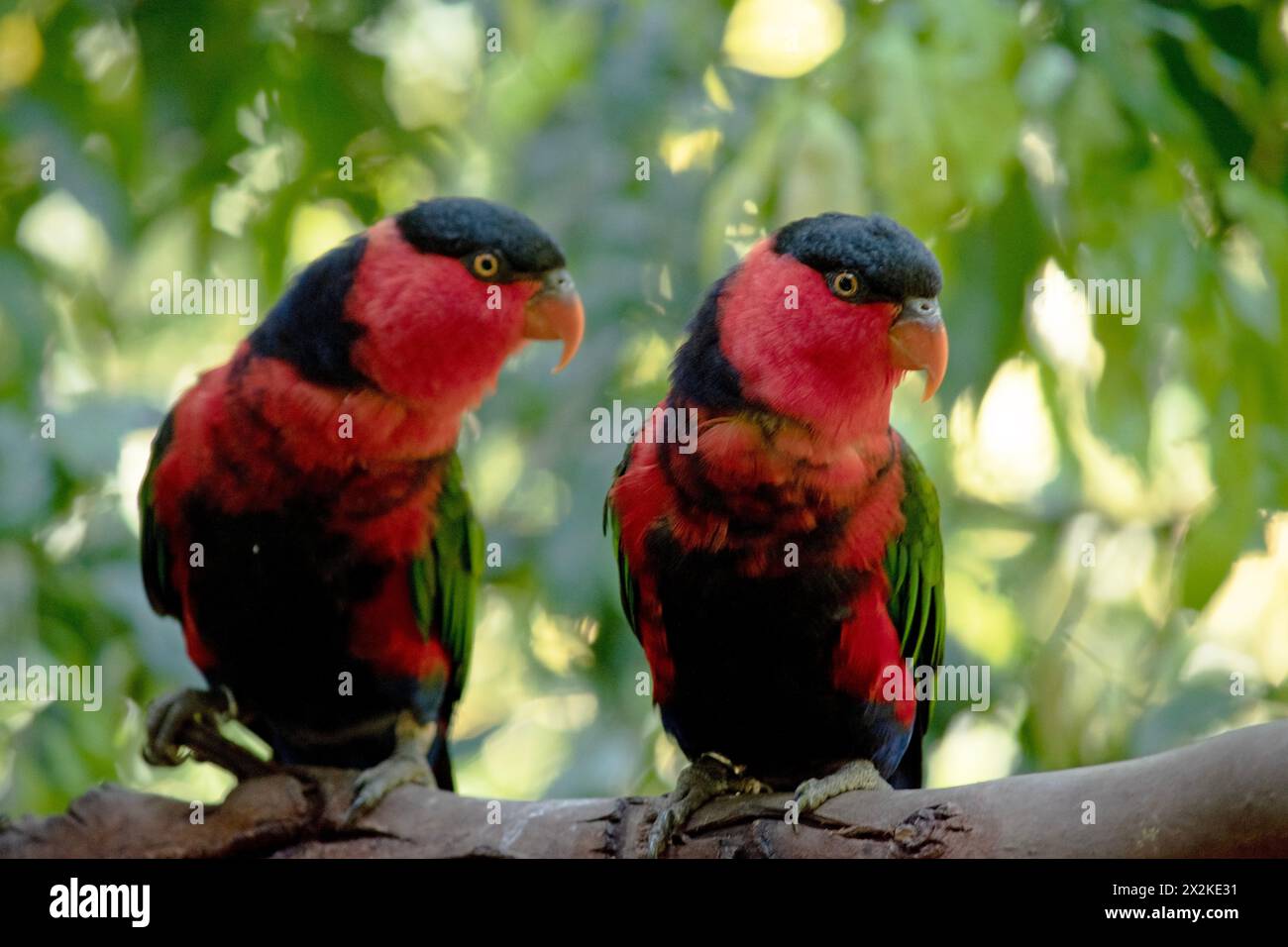 The Black capped lory has green wings, red head and upper body, a black cap and blue legs and ...