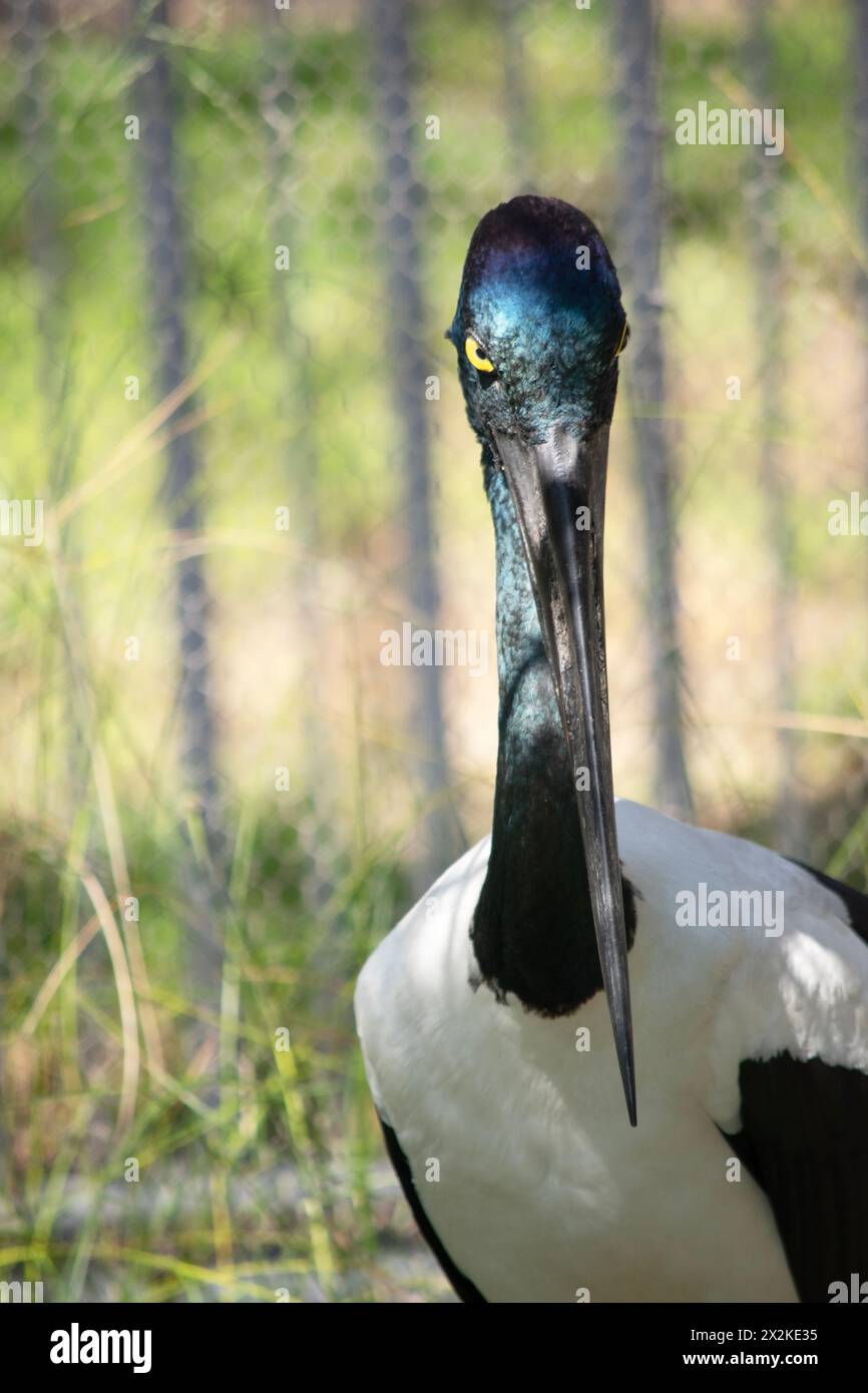 White large long necked bird hi-res stock photography and images - Alamy