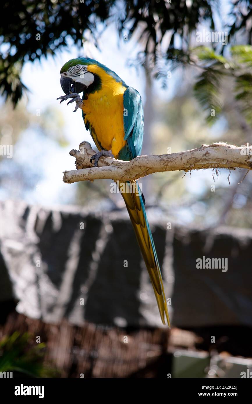 the blue and gold Macaw has back and upper tail feathers of the blue ...