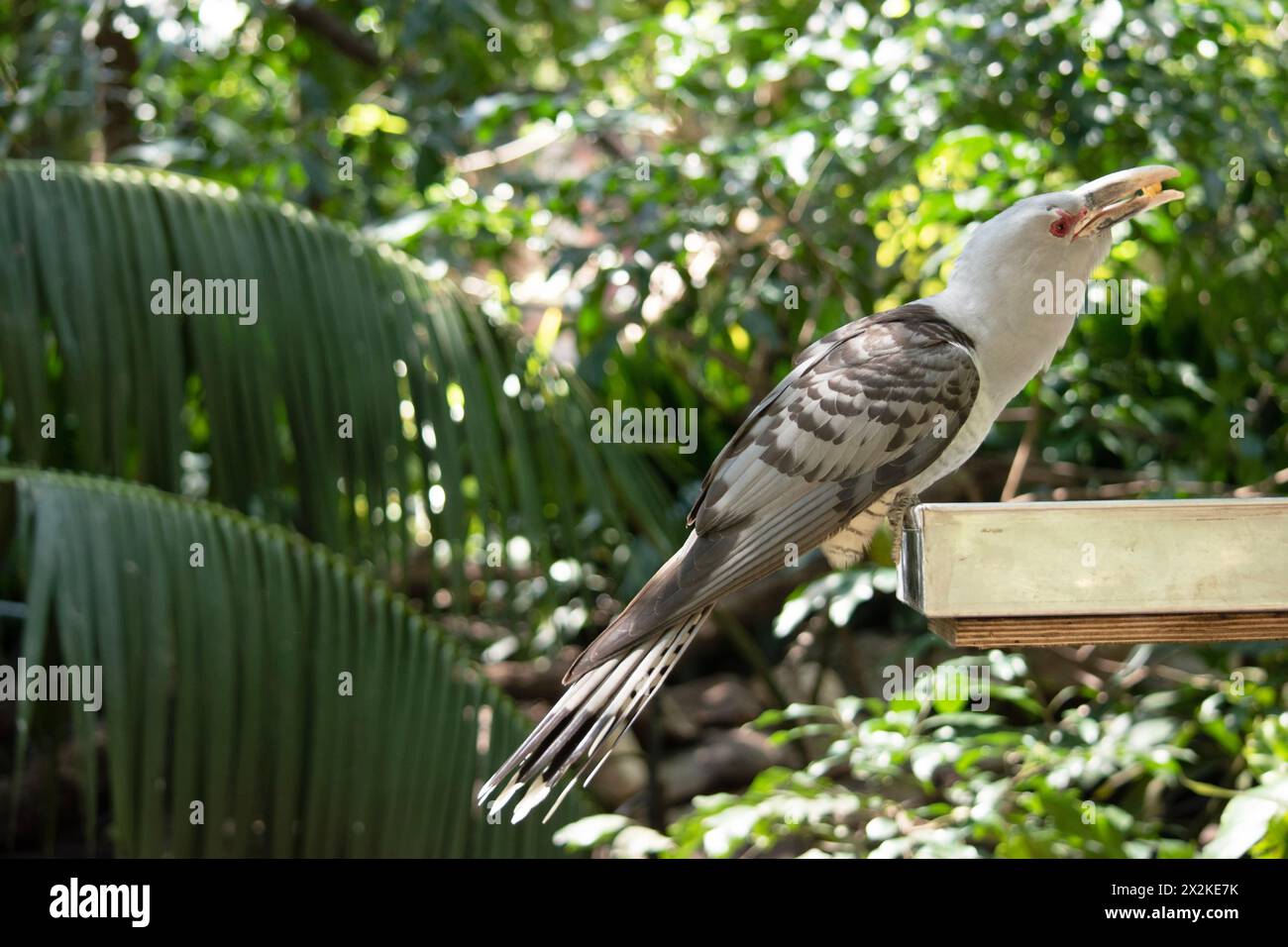 the Channel-billed Cuckoo has a massive pale, down-curved bill, grey ...