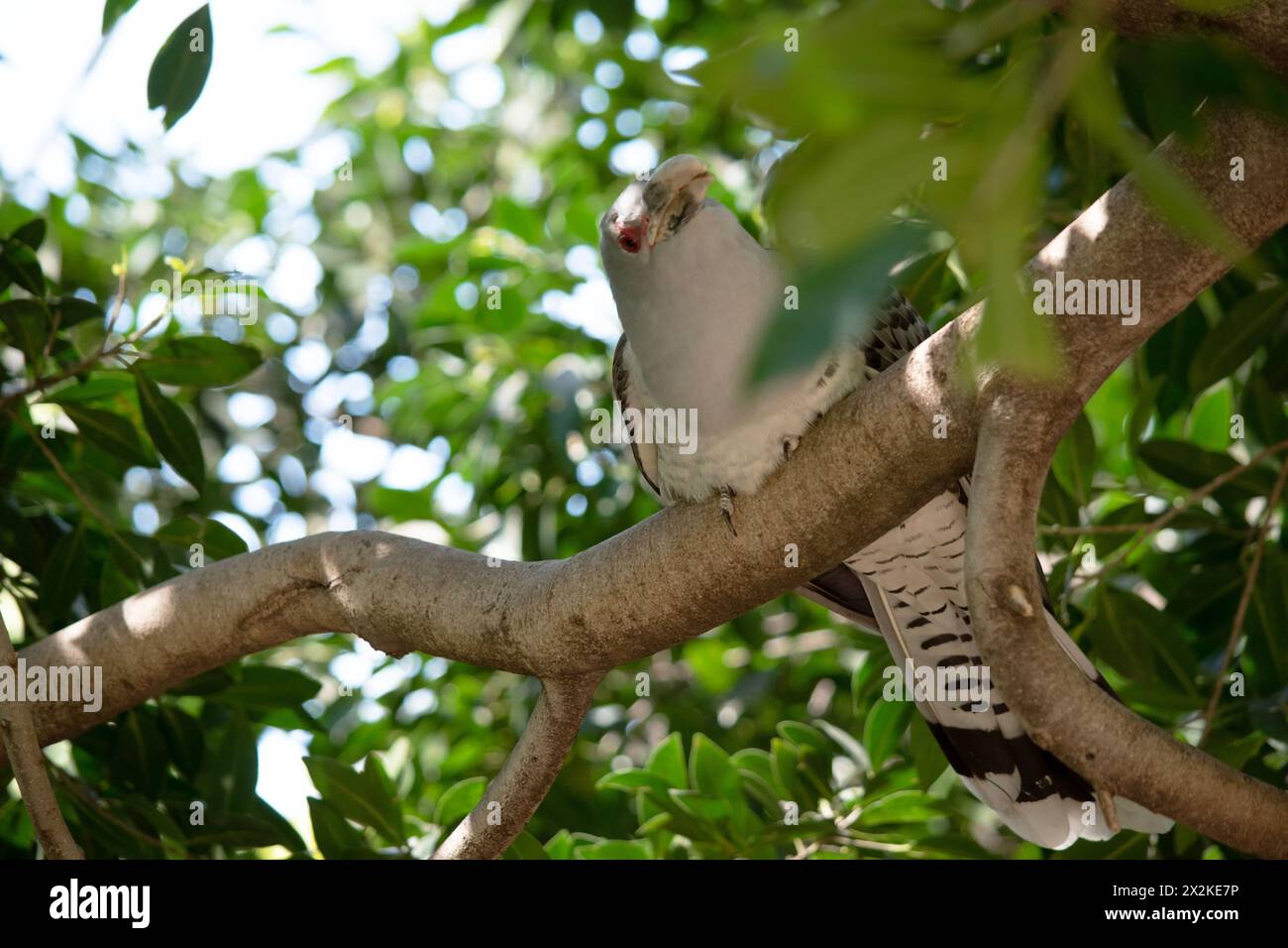 the Channel-billed Cuckoo has a massive pale, down-curved bill, grey ...