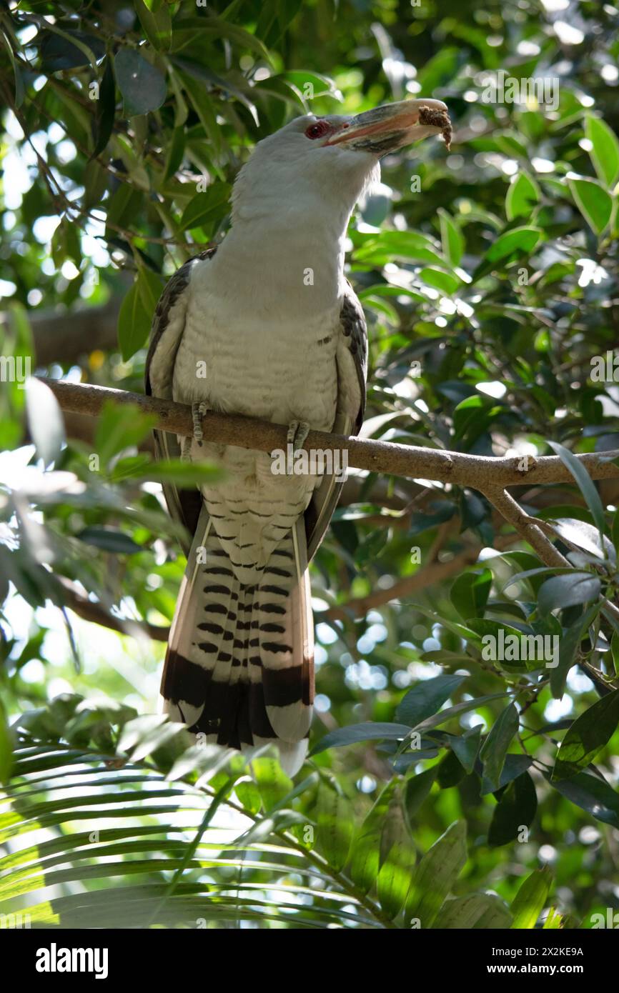 the Channel-billed Cuckoo has a massive pale, down-curved bill, grey ...