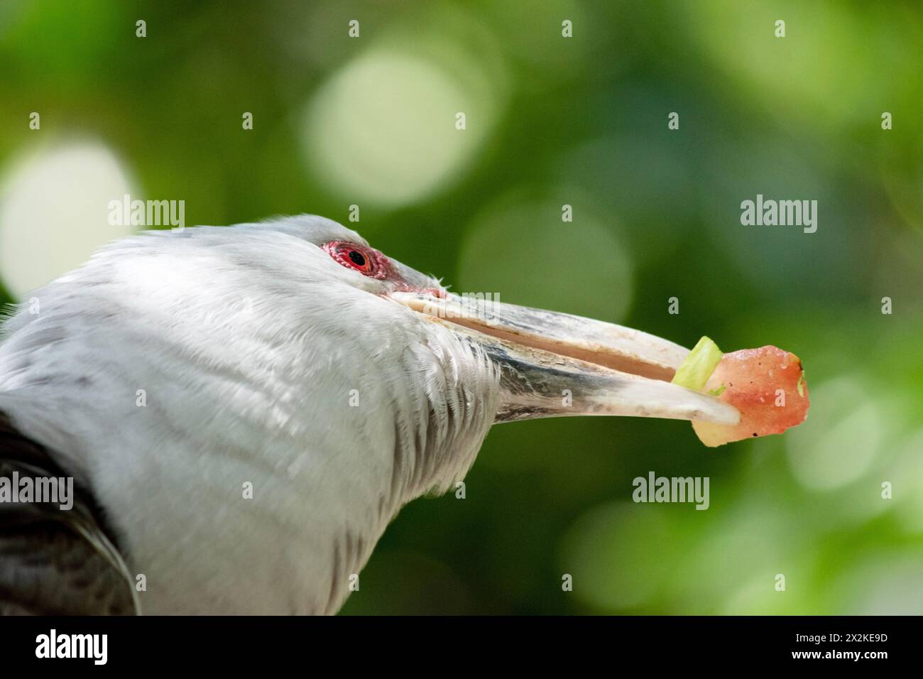 the Channel-billed Cuckoo has a massive pale, down-curved bill, grey ...
