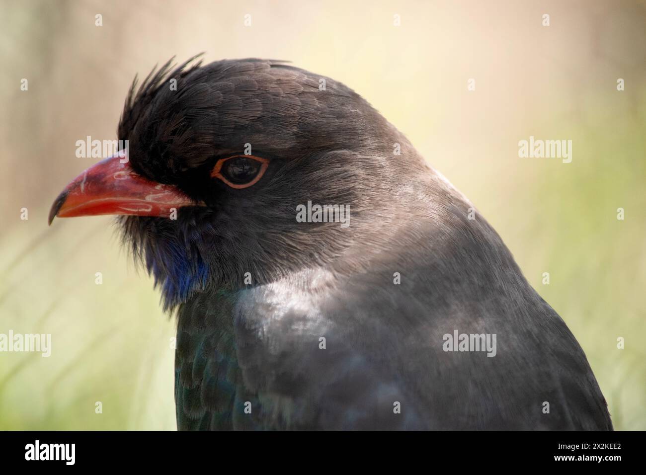 The dollar bird has mostly dark brown upperparts, washed heavily with ...