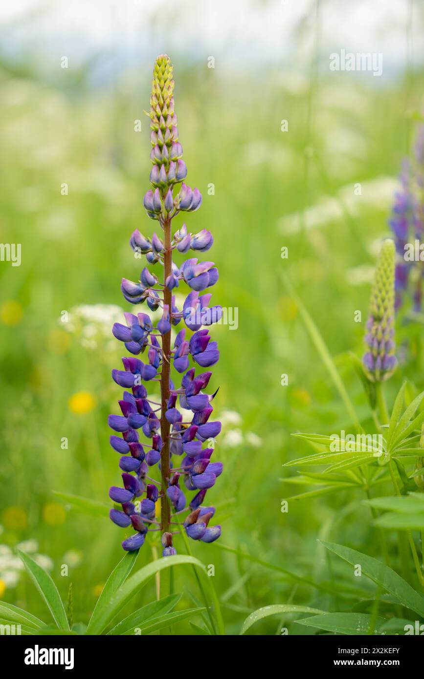 Pollen count spring flowers hi-res stock photography and images - Alamy