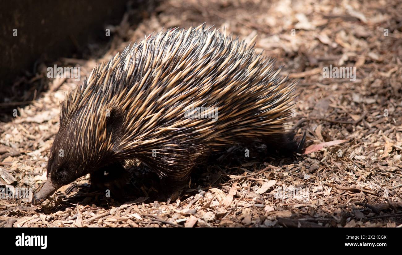the short nosed echidna has strong-clawed feet and spines on the upper ...