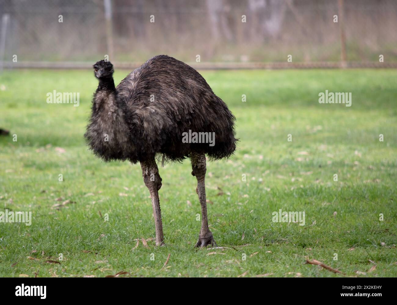 Emus are covered in primitive feathers that are dusky brown to grey ...