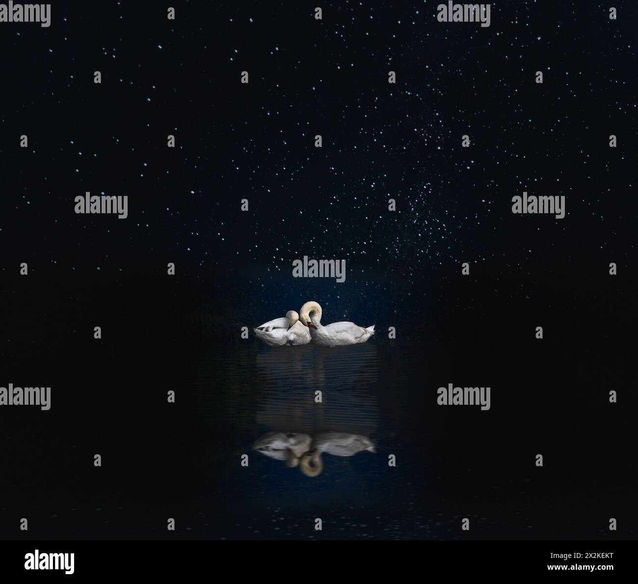Two sleeping white swans cuddling at night; starry sky in background ...