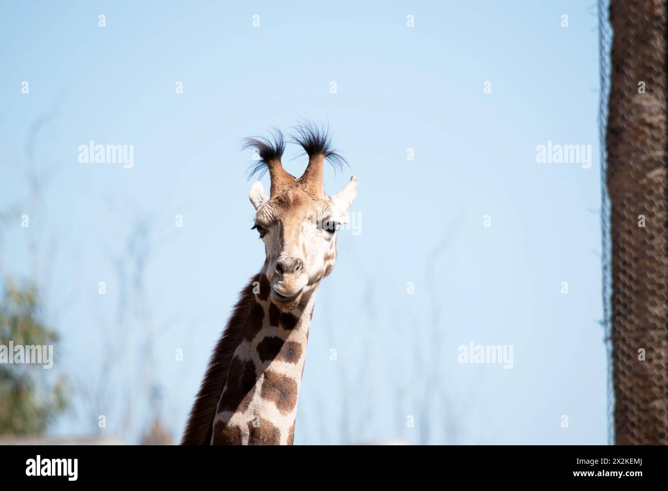 The giraffe is the tallest of all mammals. The giraffe has a short body ...