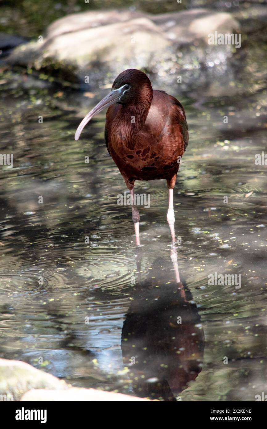 The glossy ibis neck is reddish-brown and the body is a bronze-brown ...