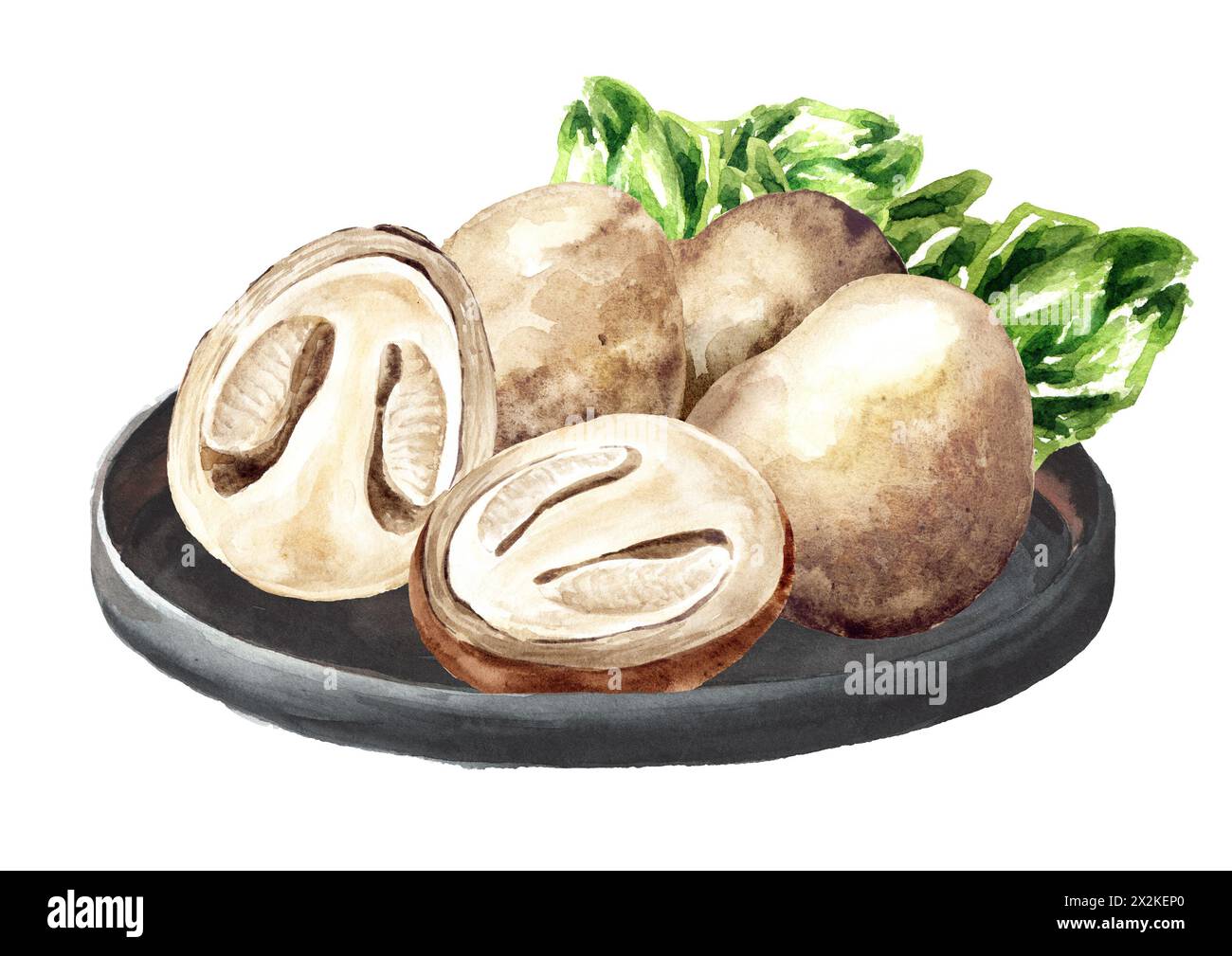 Raw Straw Cao Gu mushrooms, Hand drawn watercolor illustration isolated ...