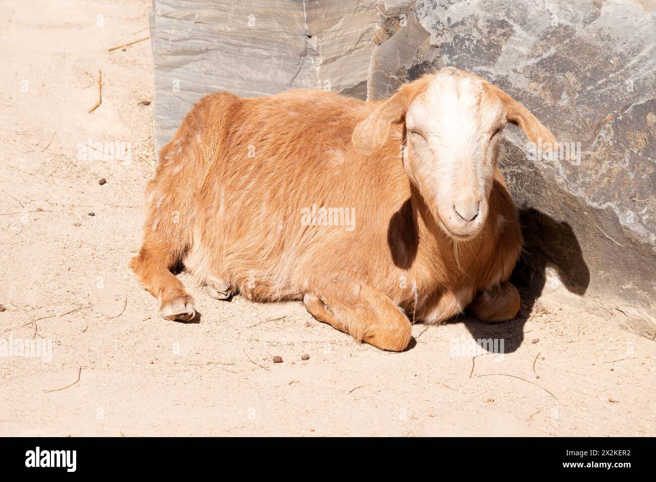 Goats are farm animals that arch backward, a short tail, and straighter ...