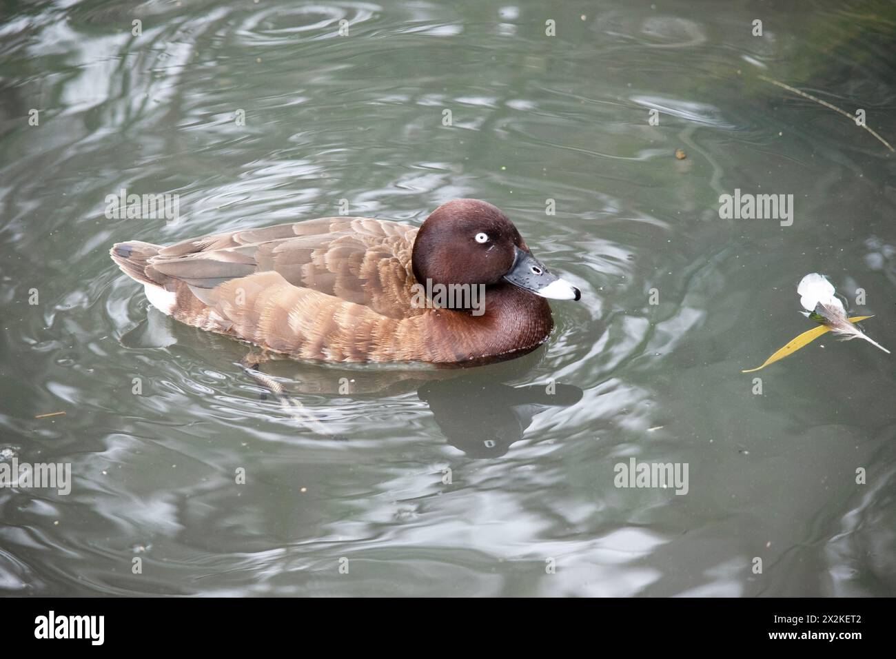 The Hardhead also White-eyed Duck has a brown body and white underside ...
