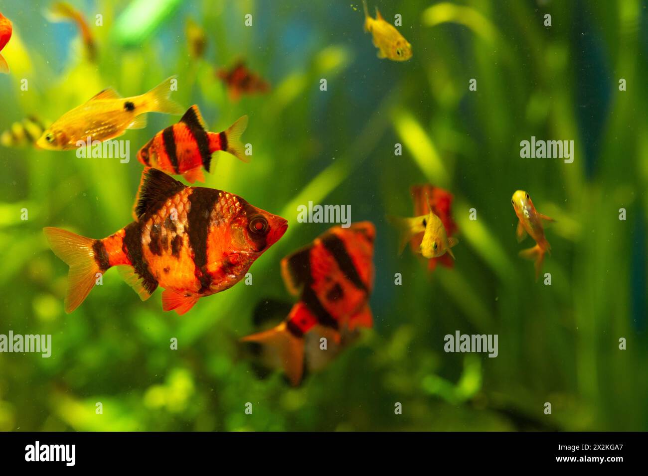 A colorful community of small tropical fish in a planted aquarium tank ...