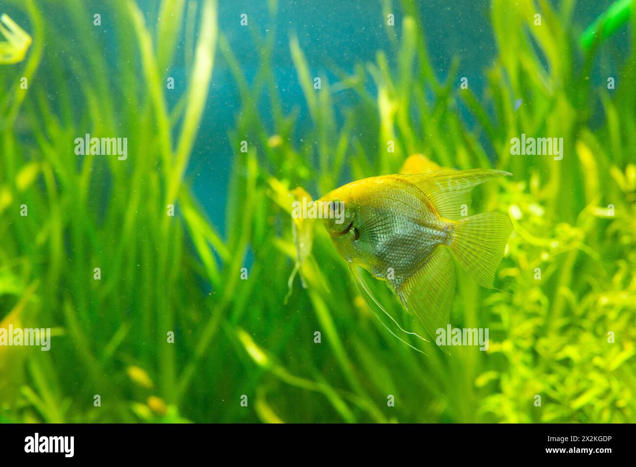 A vibrant freshwater angelfish displays its elegant fins as it glides ...