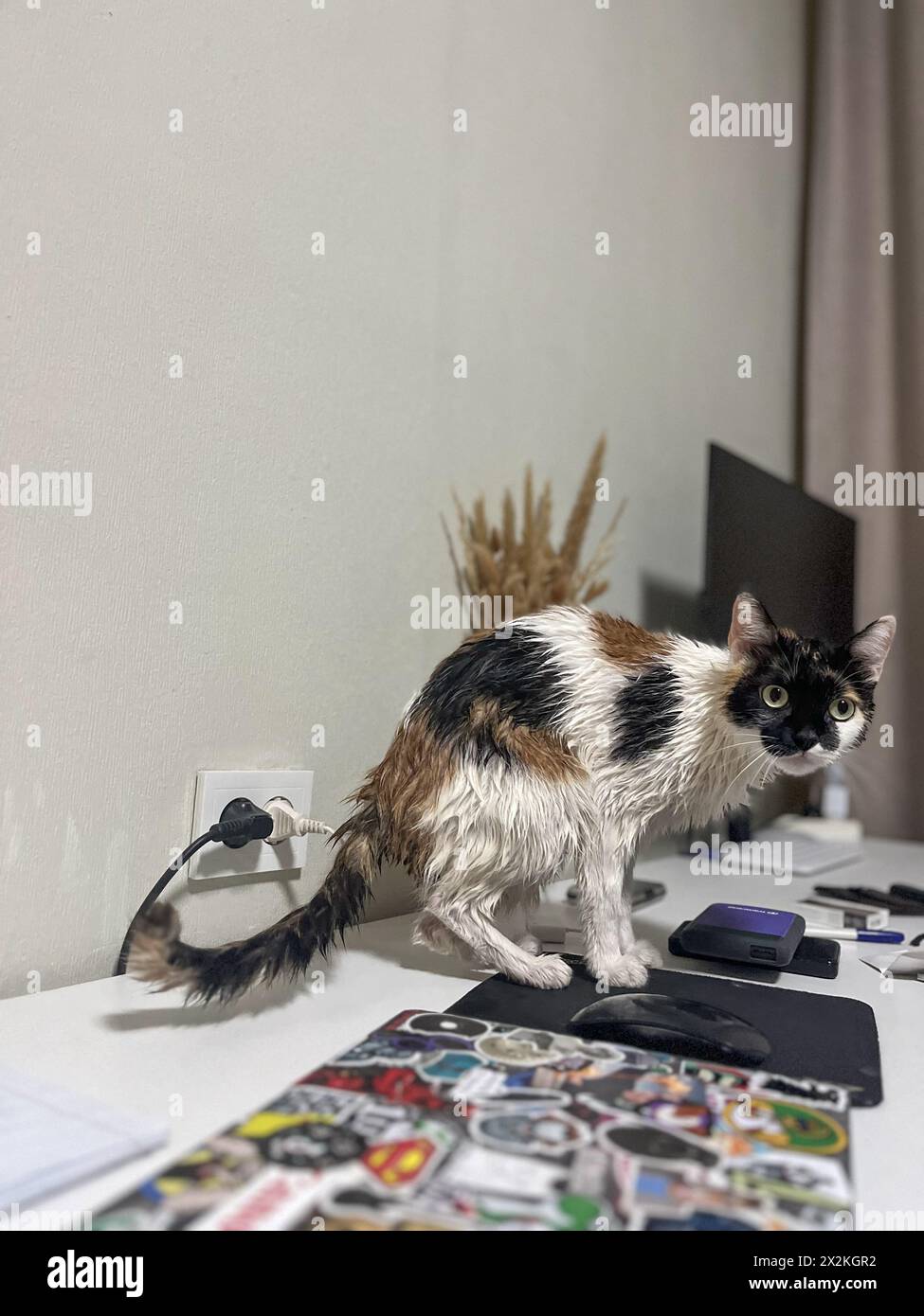 Calico cat, fresh bath, standing by computer on desk, staring at camera ...