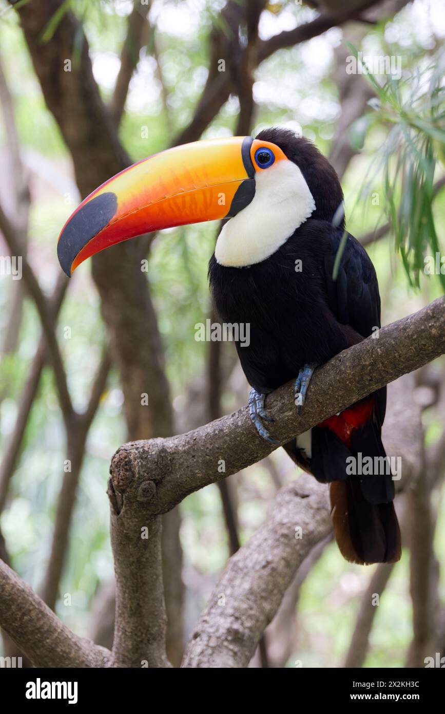 Santa Cruz de la Sierra, Bolivia. 12th Jan, 2024. Toco Toucan ...