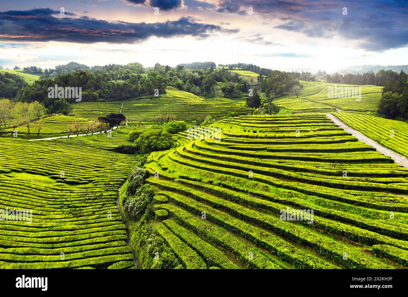 Aerial View over "Cha Gorreana" tea plantation on the island of São ...