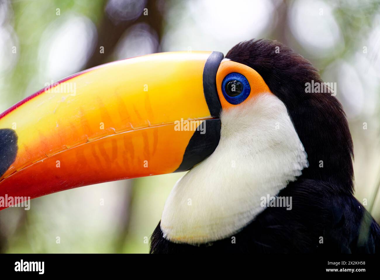Santa Cruz de la Sierra, Bolivia. 12th Jan, 2024. Toco Toucan ...