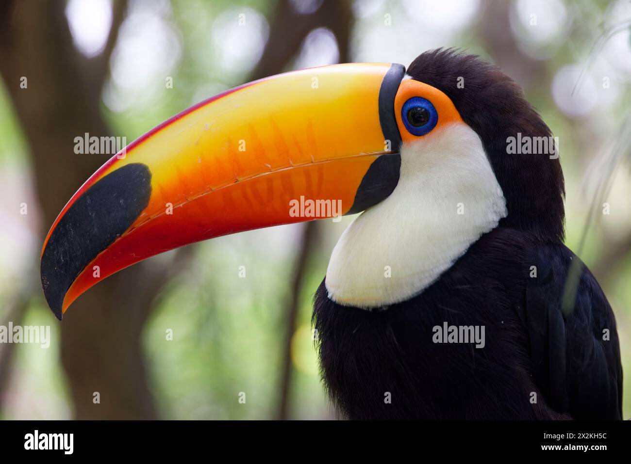 Santa Cruz de la Sierra, Bolivia. 12th Jan, 2024. Toco Toucan ...