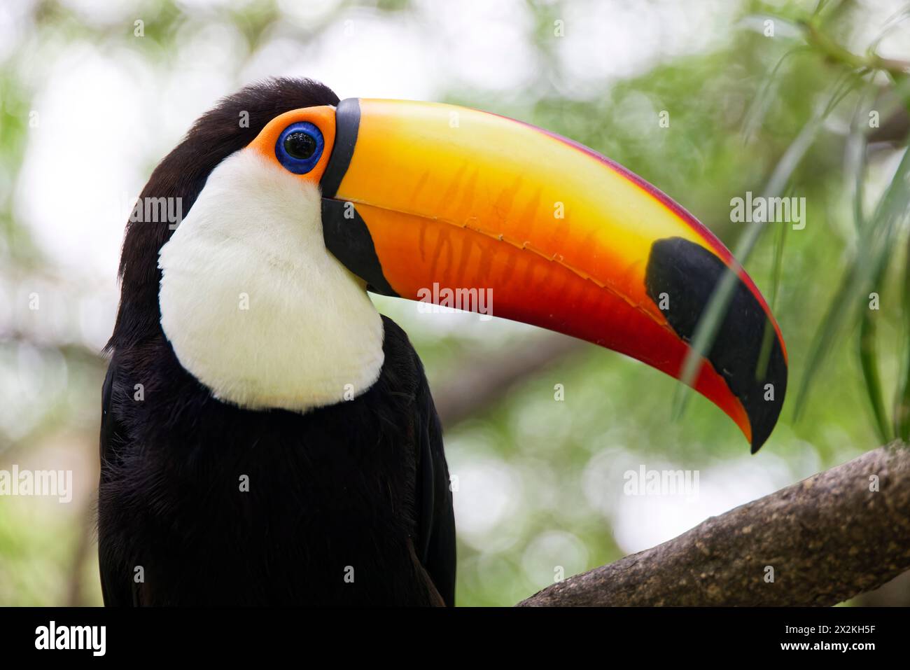 Santa Cruz de la Sierra, Bolivia. 12th Jan, 2024. Toco Toucan ...