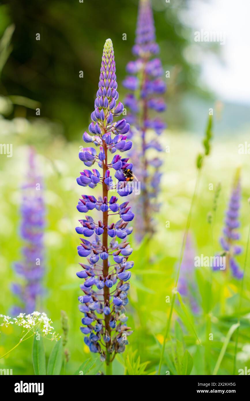 Pollen count spring flowers hi-res stock photography and images - Alamy