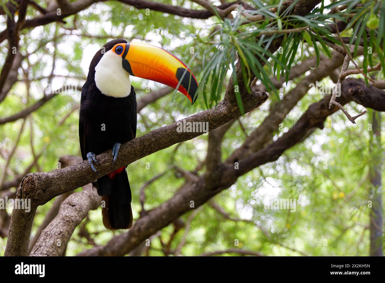 Santa Cruz de la Sierra, Bolivia. 12th Jan, 2024. Toco Toucan ...