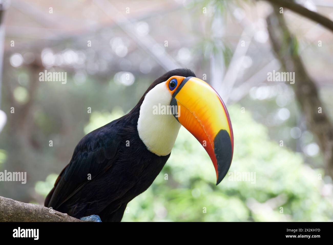 Santa Cruz de la Sierra, Bolivia. 12th Jan, 2024. Toco Toucan ...
