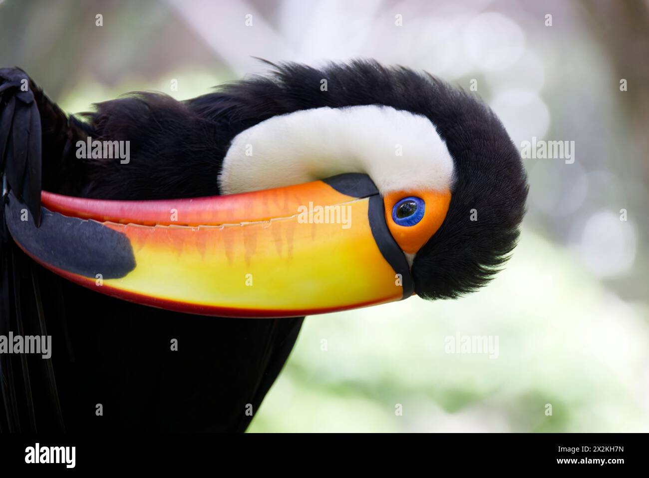 Santa Cruz de la Sierra, Bolivia. 12th Jan, 2024. Toco Toucan ...