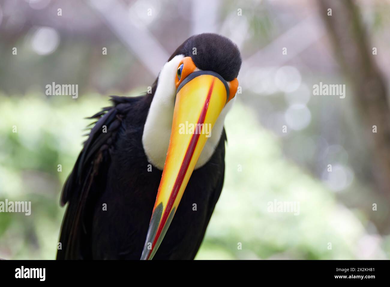 Santa Cruz de la Sierra, Bolivia. 12th Jan, 2024. Toco Toucan ...