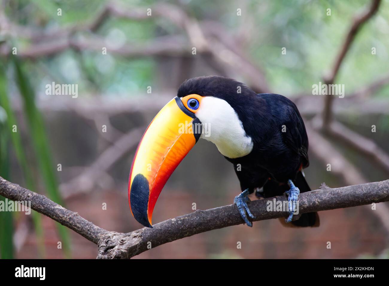 Santa Cruz de la Sierra, Bolivia. 12th Jan, 2024. Toco Toucan ...