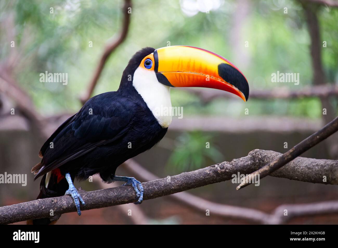 Santa Cruz de la Sierra, Bolivia. 12th Jan, 2024. Toco Toucan ...