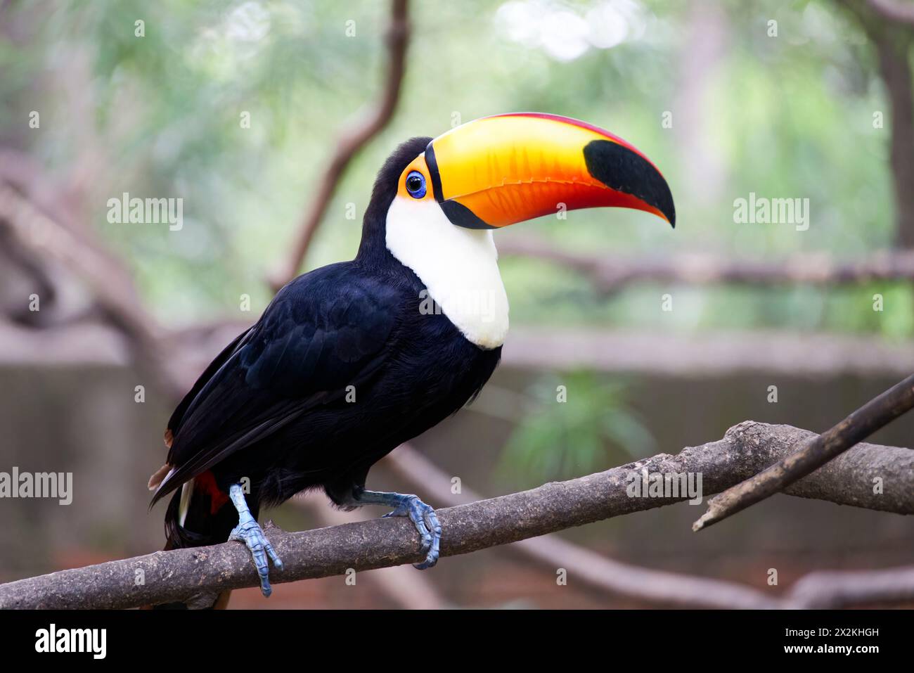 Santa Cruz de la Sierra, Bolivia. 12th Jan, 2024. Toco Toucan ...