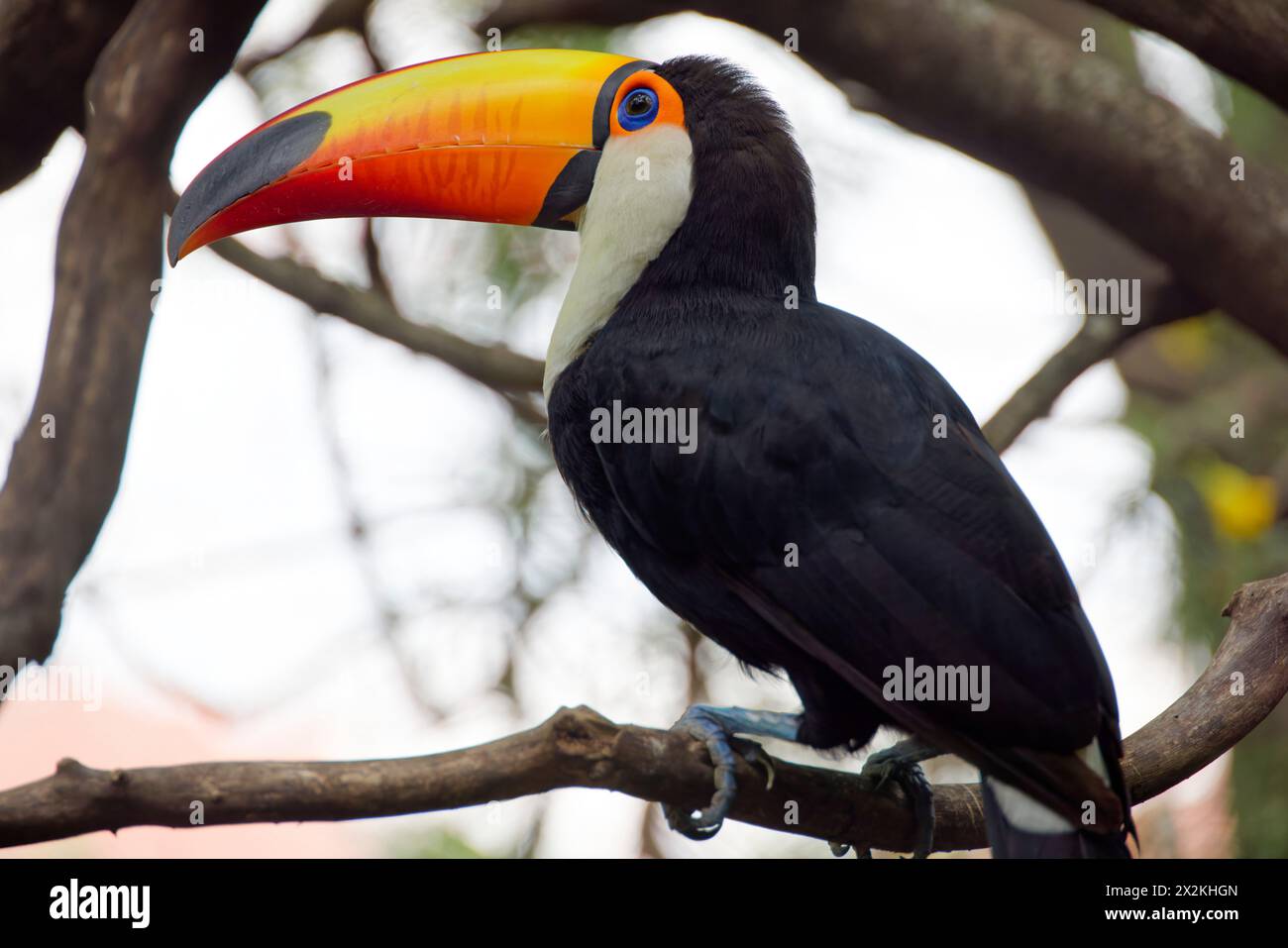 Santa Cruz de la Sierra, Bolivia. 12th Jan, 2024. Toco Toucan ...
