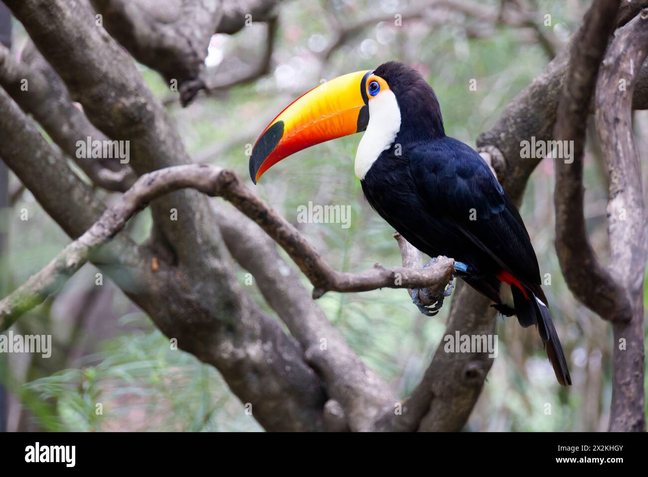 Santa Cruz de la Sierra, Bolivia. 12th Jan, 2024. Toco Toucan ...