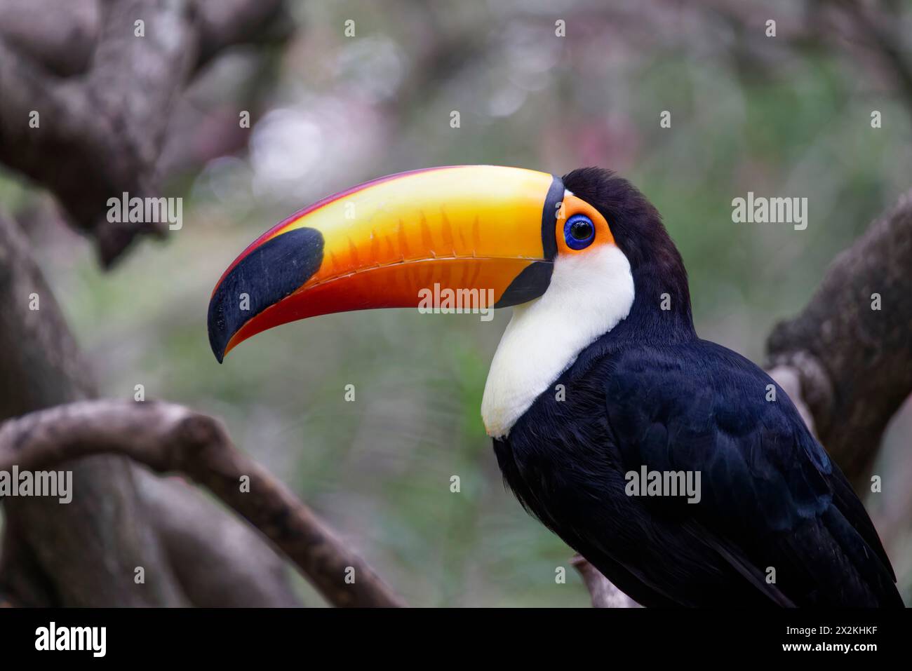 Santa Cruz de la Sierra, Bolivia. 12th Jan, 2024. Toco Toucan ...